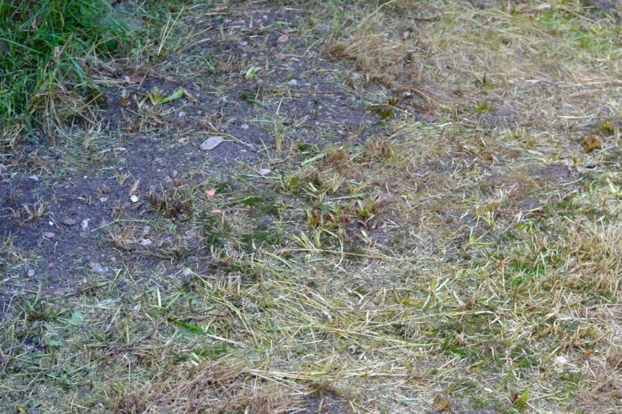 The Garden Makeover Project - Creating and Maintaining a Lawn, With ...