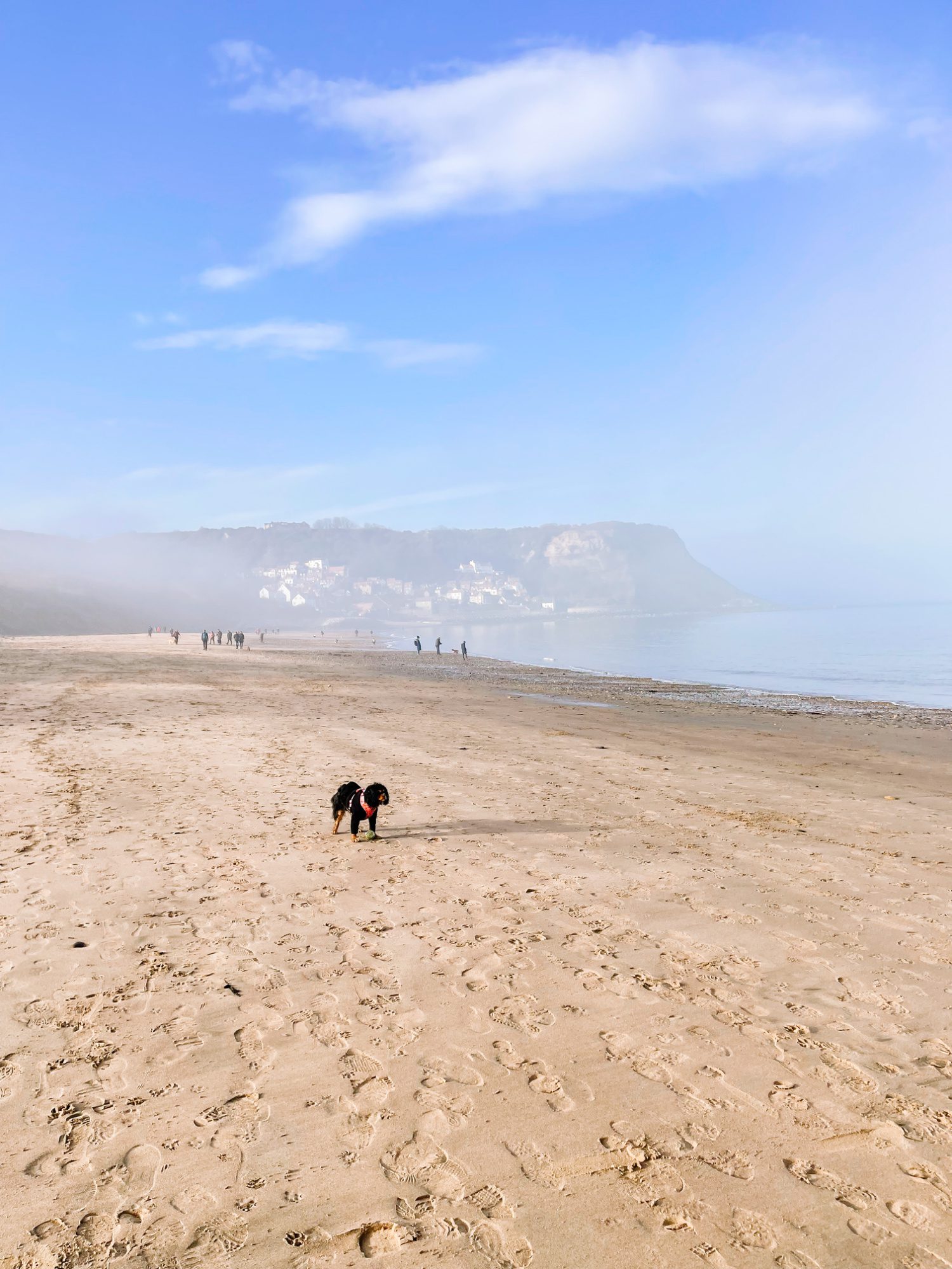 20 of The Best Dog-Friendly Things to Do in & Around Whitby | Birds and ...